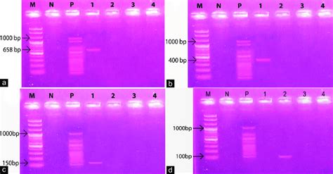 Result Of Multiplex Polymerase Chain Reaction Assay For A Nuc Gene Of Download Scientific