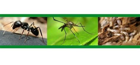Hopper Termite And Pest Updated July 2025 18 Photos 1593 Rossi Rd