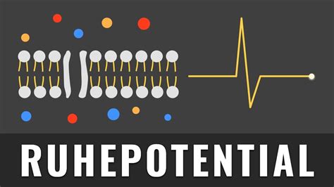 Understanding Resting Potential And Action Potentials In Neurons Galaxyai Understanding Resting Potential And Action Potentials In Neurons Galaxyai
