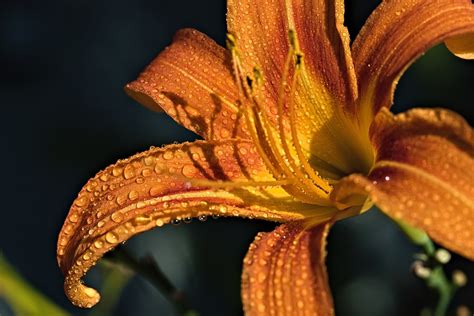 Flower Lily Bloom Free Photo On Pixabay Pixabay