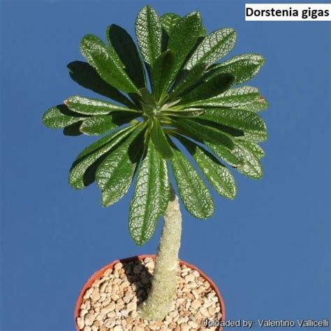 Dorstenia Gigas 5 Seeds Very Rare Unusualseeds