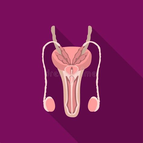 Male Reproductive System Icon In Flat Style Isolated On White