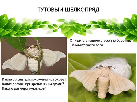 ТУТОВЫЙ ШЕЛКОПРЯД Фото и описание