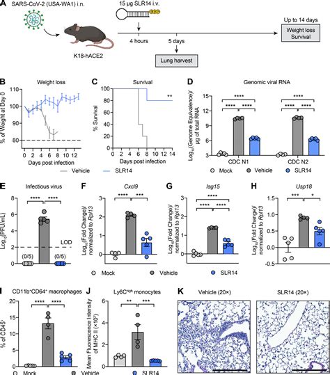 Figure 1 From A Stem Loop Rna Rig I Agonist Protects Against Acute And