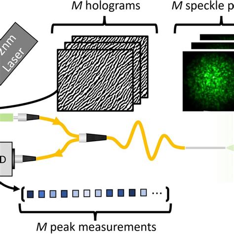 Reconstruction Results From The First Experiment With Wavefront Shaping Download Scientific