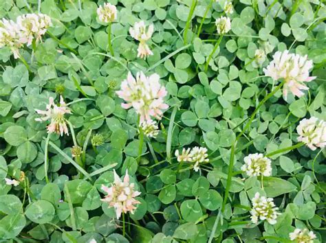 만지면 폭발하는 괭이밥 씨방의 정체… 토끼풀 클로버 과 차이점은 Botanical House