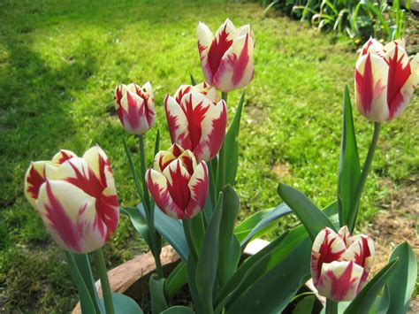 Emmas Sage Green Raspberry Ripple Tulips