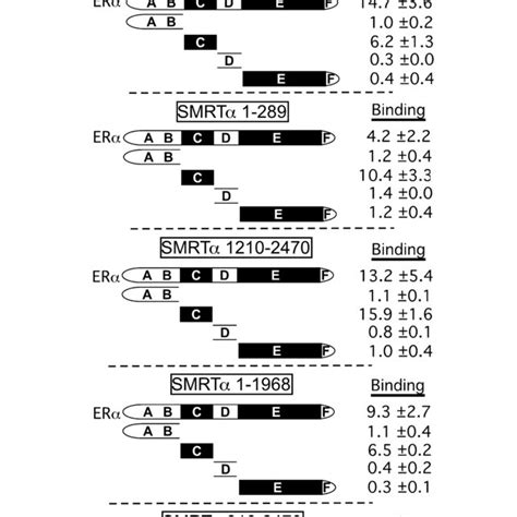Interaction Of Both N And C Terminal Domains Of Smrt With The Dna