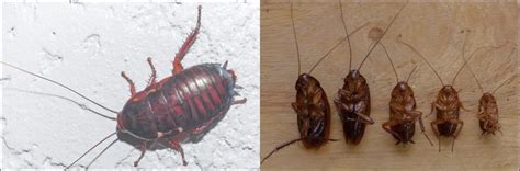 The 10 Types Of Cockroaches Found In Georgia Nature Blog Network