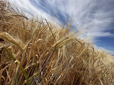 Barley From Bushel To Barrel Thanks Montana Rmontana