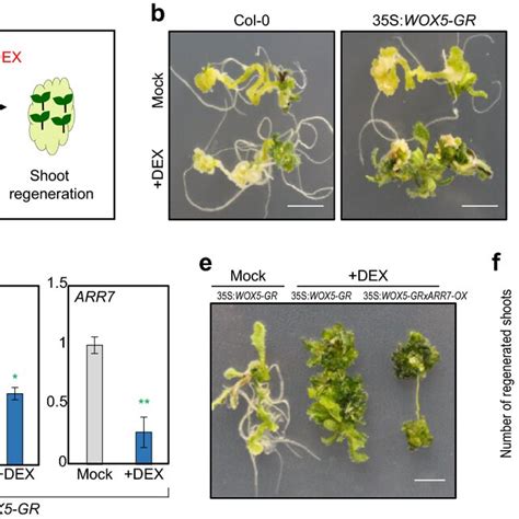 Ectopic Expression Of Wox5 Promotes Cytokinin Signaling And De Novo