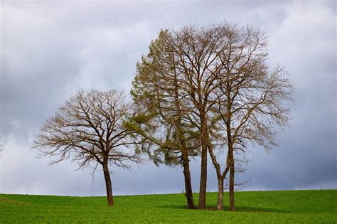 Pohon Alam Padang Rumput Foto Gratis Di Pixabay Pixabay