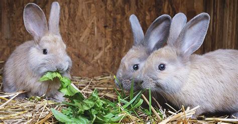 A Complete Guide To Breeding Rabbits For Beginners