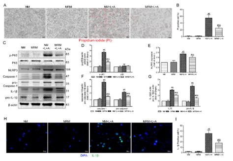Methane Restrained Pyroptosis In Vitro A Representative Propidium