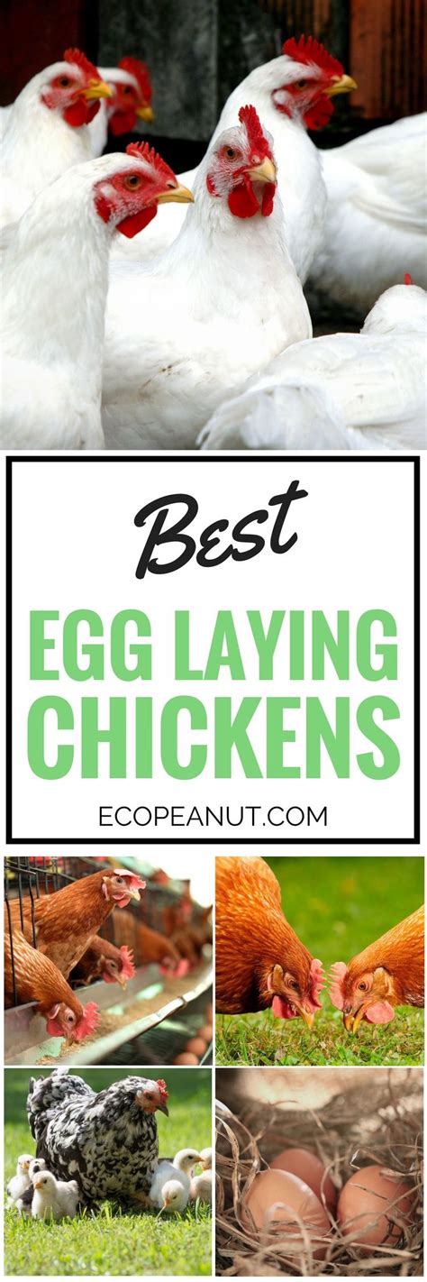 10 Best Egg Laying Chickens Up To 300 Eggs Yearly Raising Backyard