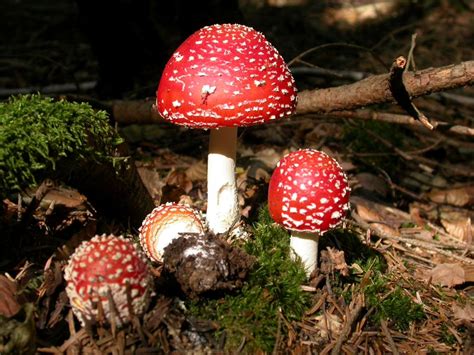 Lealscience El Reino Fungi