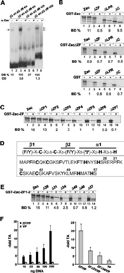 Cooperative Dna Binding And Dimerization A Zac Dimerization Enhances Download Scientific