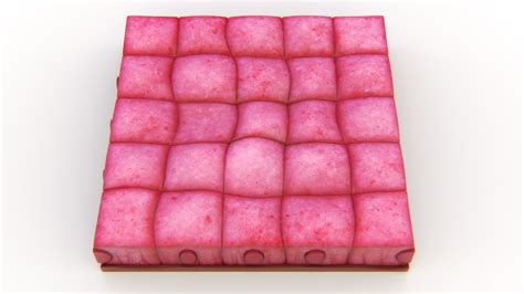 3d Model Cuboidal Epithelium Turbosquid 2235602