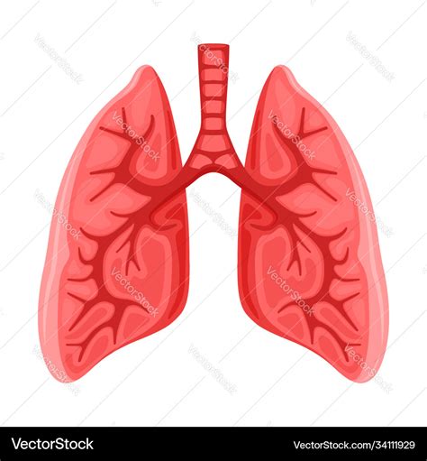 Human Healthy Lungs Icon Royalty Free Vector Image
