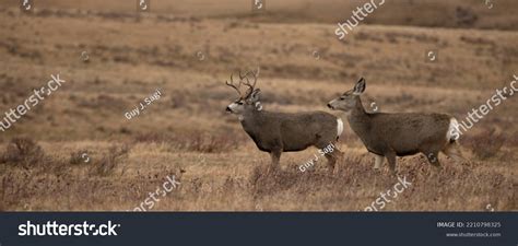 Male Female Mule Deer Together Montana Stock Photo Shutterstock