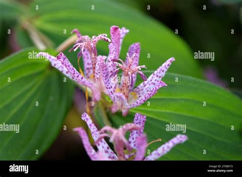 Purple And White Speckled Tricyrtis Hirta The Japanese Toad Lily Or
