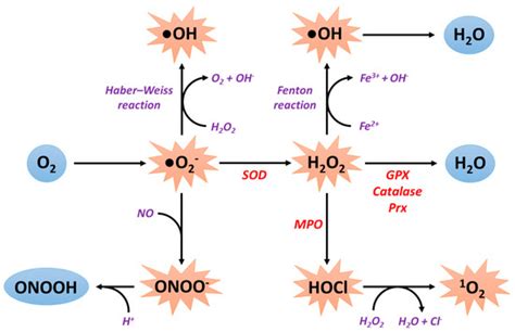 Frontiers Signaling Pathways Of Oxidative Stress Response 50 Off