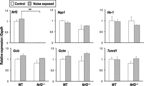 Expression Levels Of Nrf2 Target Genes In The Whole Cochlea With Or