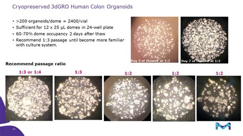 Ipsc And Patient Derived Intestinal Organoids For Gastrointestinal