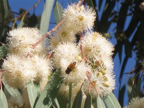 הולך רגל Walker אקליפטוסים בירושלים