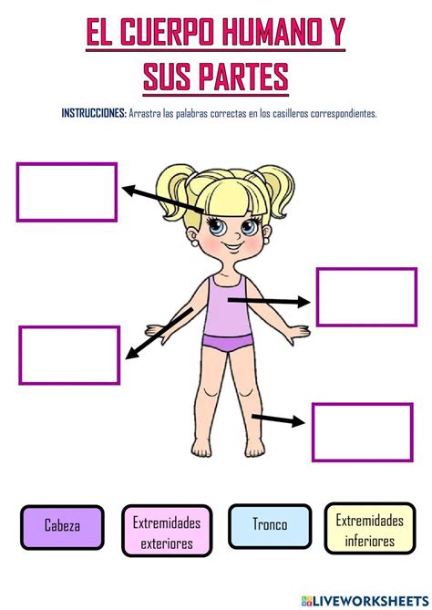 O Corpo Humano Worksheet Live Worksheets 56 Off O Corpo Humano Worksheet Live Worksheets 56 Off