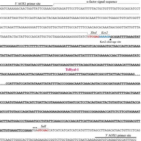Gene Design Of The Recombinant Plasmid Ppiczαa Containing The Insert