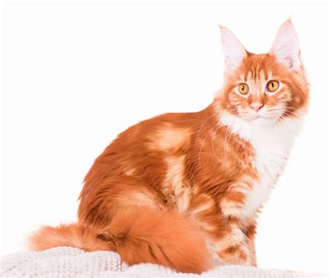 How To Calm A Hyper Cat 5 Effective Ways