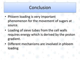 Phloem Loading PPTX Biological Sciences Science
