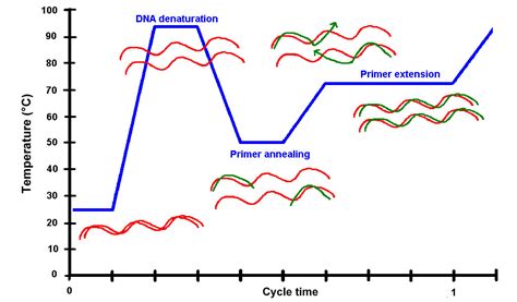 Real Time Pcr A Revolution In Molecular Biology Biomall Blog