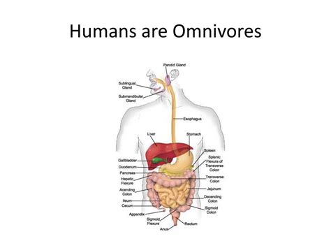 Ppt Digestive Systems In Mammals Powerpoint Presentation Free Download Id2119077
