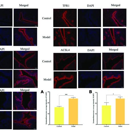 Immunofluorescence For The Protein Expression And Area For The