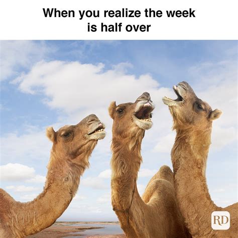 25 Hump Day Memes That Make Wednesdays Bearable Readers Digest Funny Friend Memes Most