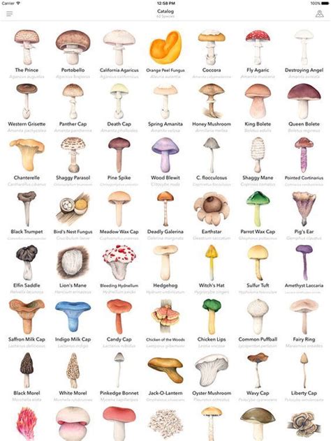 Mushroom Identification Guide Bellacustom In 2024 Stuffed Mushrooms