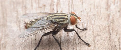 Types Of Cluster Flies At Carmen Decker Blog