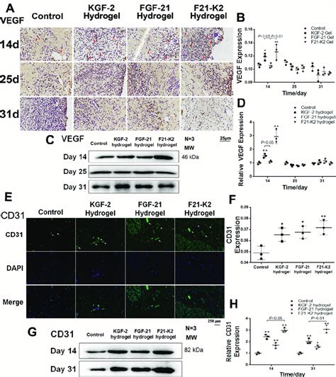 Protein Expression Of Vegf And Cd31 Measured With Immunostaining And