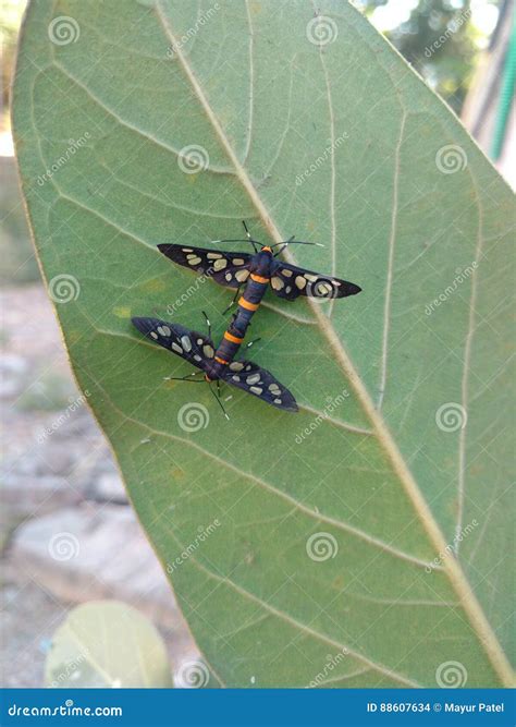INSECTS Stock Photo Image Of Amazing Captured Insectsit