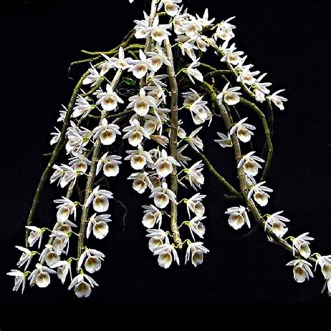 Dendrobium Cretaceum Sp Exotica Orchids