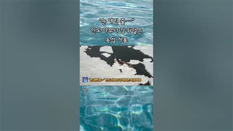 눈 내린 줄” 인도 야무나 강 뒤덮은 독성 거품 Youtube