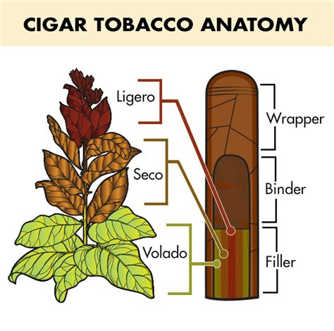 Cigar Tobacco Leaf Varieties Holts Cigar Company