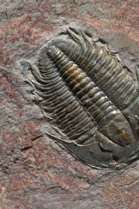 Cast Fossils Examples