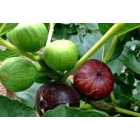 Jual Bibit Buah Tin Shopee Indonesia