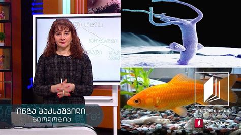 ბიოლოგია X კლასი ნერვული სისტემის ტიპები ტელესკოლა Youtube