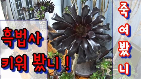 다육이 흑법사 이야기 Youtube