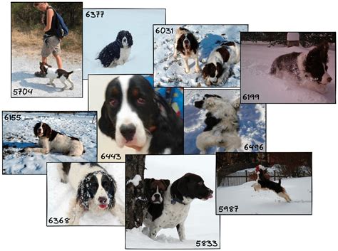 Optimize Classifier Training With Vector Search Pinecone