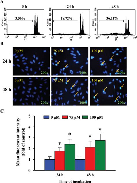 Figure 1 From Wogonin Triggers Apoptosis In Human Osteosarcoma U 2 Os